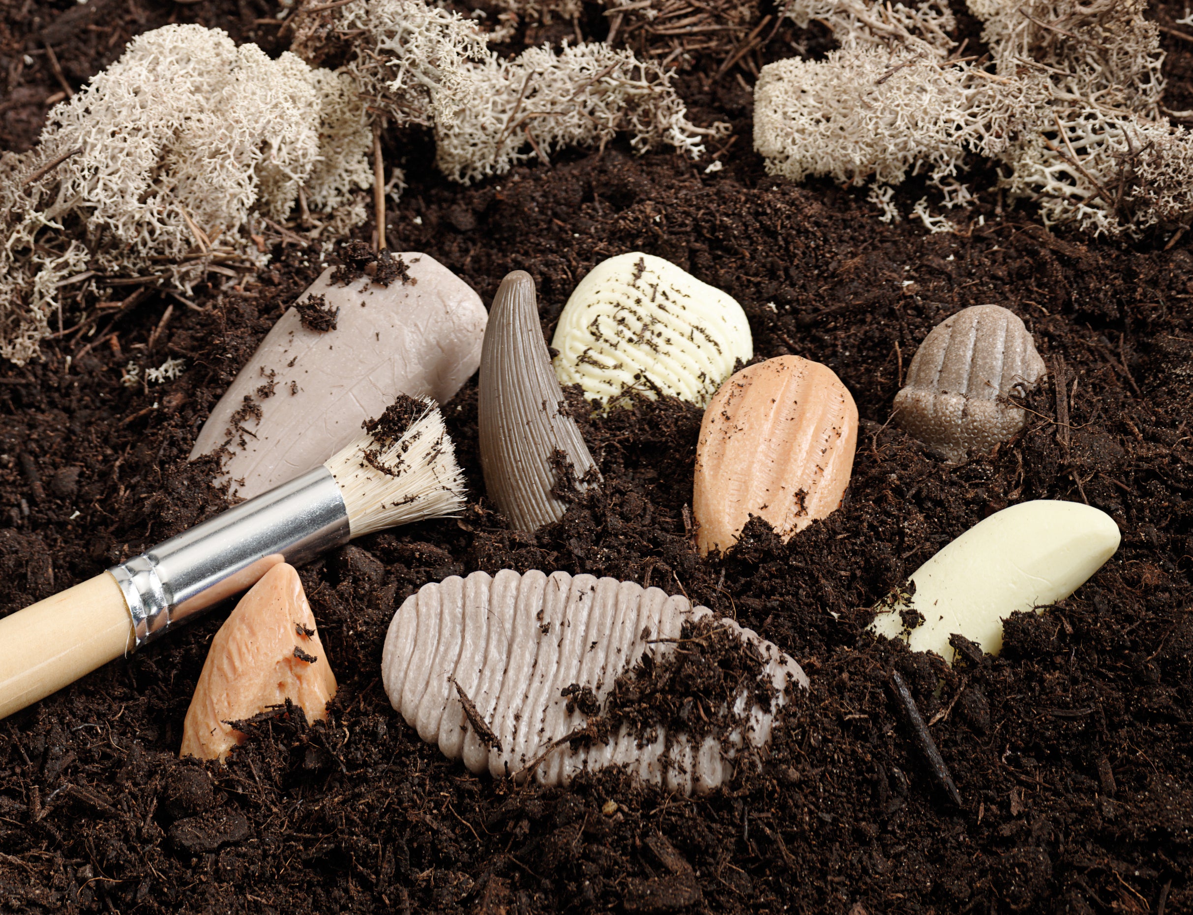 Prehistoric Teeth Stones – Sensory Fossils Made from Stones — Oak & Ever